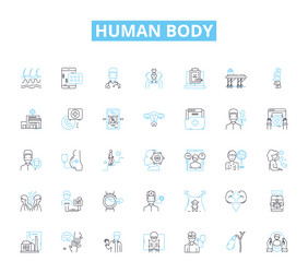 Human body linear icons set anatomy physiology Vector Image
