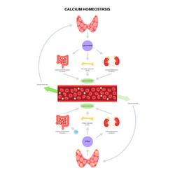 Calcium homeostasis diagram Royalty Free Vector Image