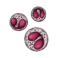 Reticulocyte blood cell isolated on white Vector Image