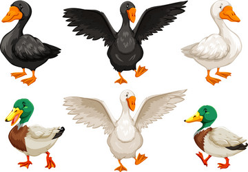 A duck Royalty Free Vector Image - VectorStock