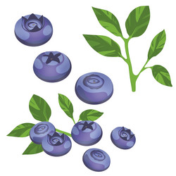 Blueberry Vector Images (over 26,000)