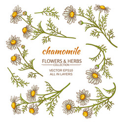 Chamomile set Royalty Free Vector Image - VectorStock