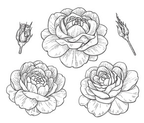 Hand drawn botanical rose set engraved Royalty Free Vector