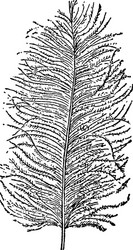 Plume Vector Images (over 12,000)