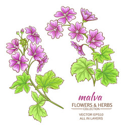 Malva frame Royalty Free Vector Image - VectorStock