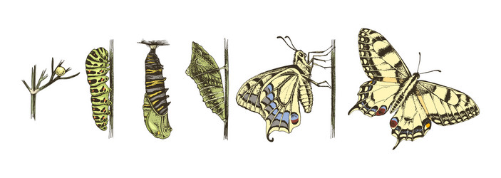 Cute butterfly caterpillars set various bright Vector Image