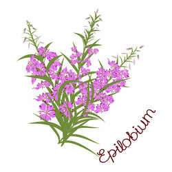 Fireweed Vector Images (over 200)