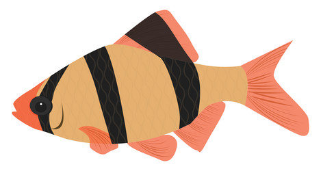 Tiger Barb Fish Vector Images (71)