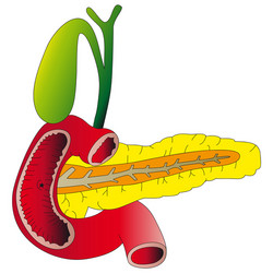 Pancreas anatomy parts composition Royalty Free Vector Image