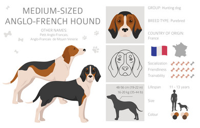 Medium sized anglo-french hound clipart different Vector Image