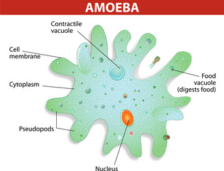 Amoeba Vector Images (over 8,200)