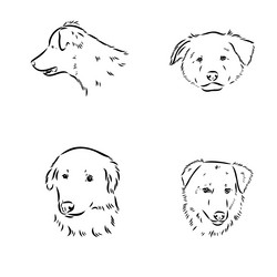 Aidi dog sketch outline pencil drawing artwork Vector Image
