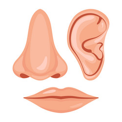 Nose Royalty Free Vector Image - VectorStock