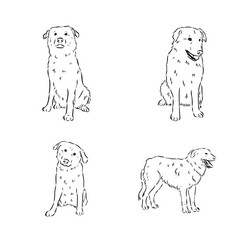 Aidi dog sketch outline pencil drawing artwork Vector Image