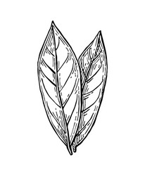 Hand-sketched tea leaves sketch of pla Royalty Free Vector