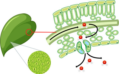 Diagram showing root cell plant isolated Vector Image