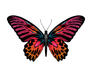 Colored acherontia styx butterfly isolated Vector Image