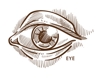 Eyelid Vector Images (over 3,000)