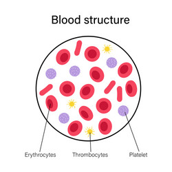 Diagram showing composition blood Royalty Free Vector Image