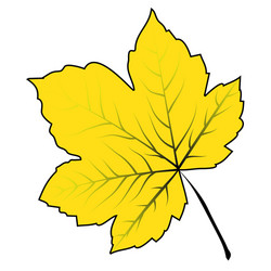 Image of cartoon maple leaf isolated on white Vector Image