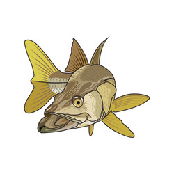 Snook Fish Vector Images (42)