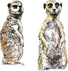 Meerkat suricate Royalty Free Vector Image - VectorStock