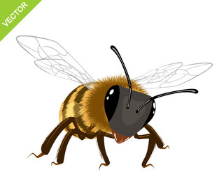 Meditating bee Royalty Free Vector Image - VectorStock