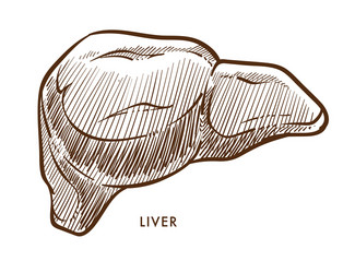 Sketch human liver digestion bile organ Royalty Free Vector