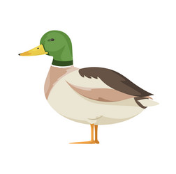 Labrador Duck Vector Images (over 120)