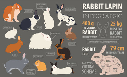Rabbit lapin breed infographic template flat Vector Image