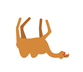 Dead camel animal desert corpse of beast Vector Image