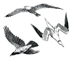 Set of hand drawn flying birds Royalty Free Vector Image