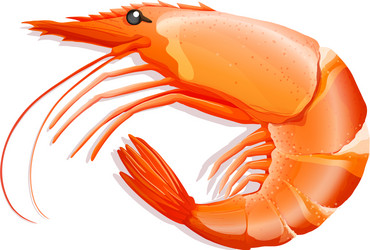 Live Shrimp Vector Images (over 380)