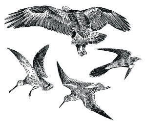 Set of hand drawn flying birds Royalty Free Vector Image