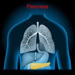 Pancreas Silhouette Vector Images (over 590)