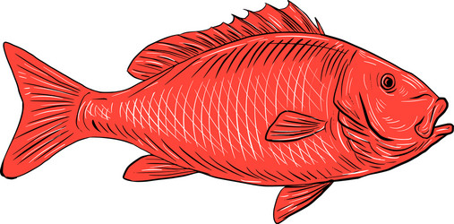 Red Snapper Fish Vector Images (91)