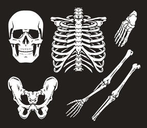 Human skeleton monochrome set elements Royalty Free Vector