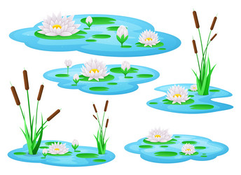 Water lily flower design isolated on background Vector Image