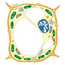 Plant Cell Vector Images (over 10,000)