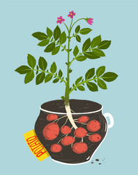 Potato plant Royalty Free Vector Image - VectorStock