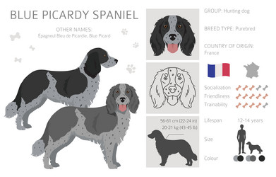Picardy spaniel clipart all coat colors set all Vector Image