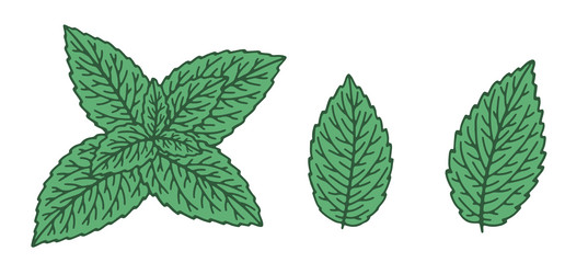 Mint Outline Vector Images (over 7,500)