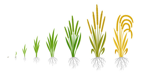 Rice Plant Development Stages Royalty Free Vector Image