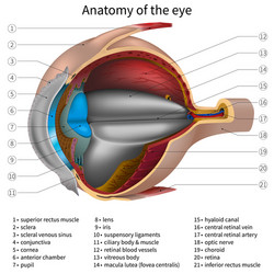 Anatomy eye Royalty Free Vector Image - VectorStock