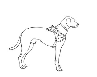 Elephant animal standing side view hand drawn Vector Image