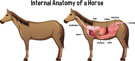 Internal anatomy a horse with label Royalty Free Vector