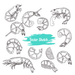 Sketch seafood lobster shellfish fish shrimp Vector Image