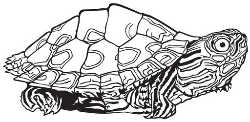 Map turtle Royalty Free Vector Image - VectorStock