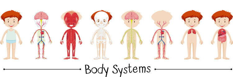 Boy body anatomy human muscular skeletal Vector Image
