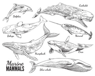 Sea Creatures Etching Vector Images (over 570)